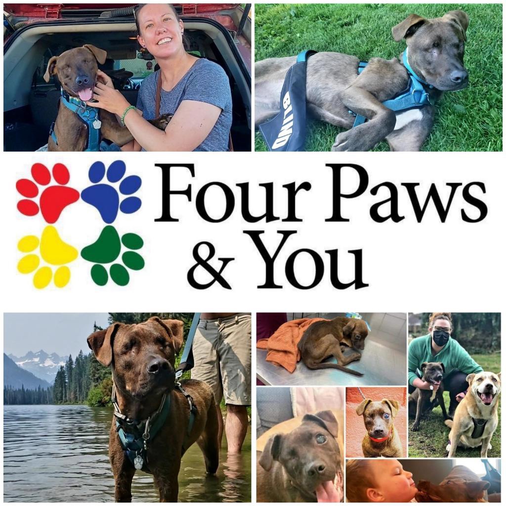 Wagging Tails and Clapping Hands – Four Paws & You Dog Training