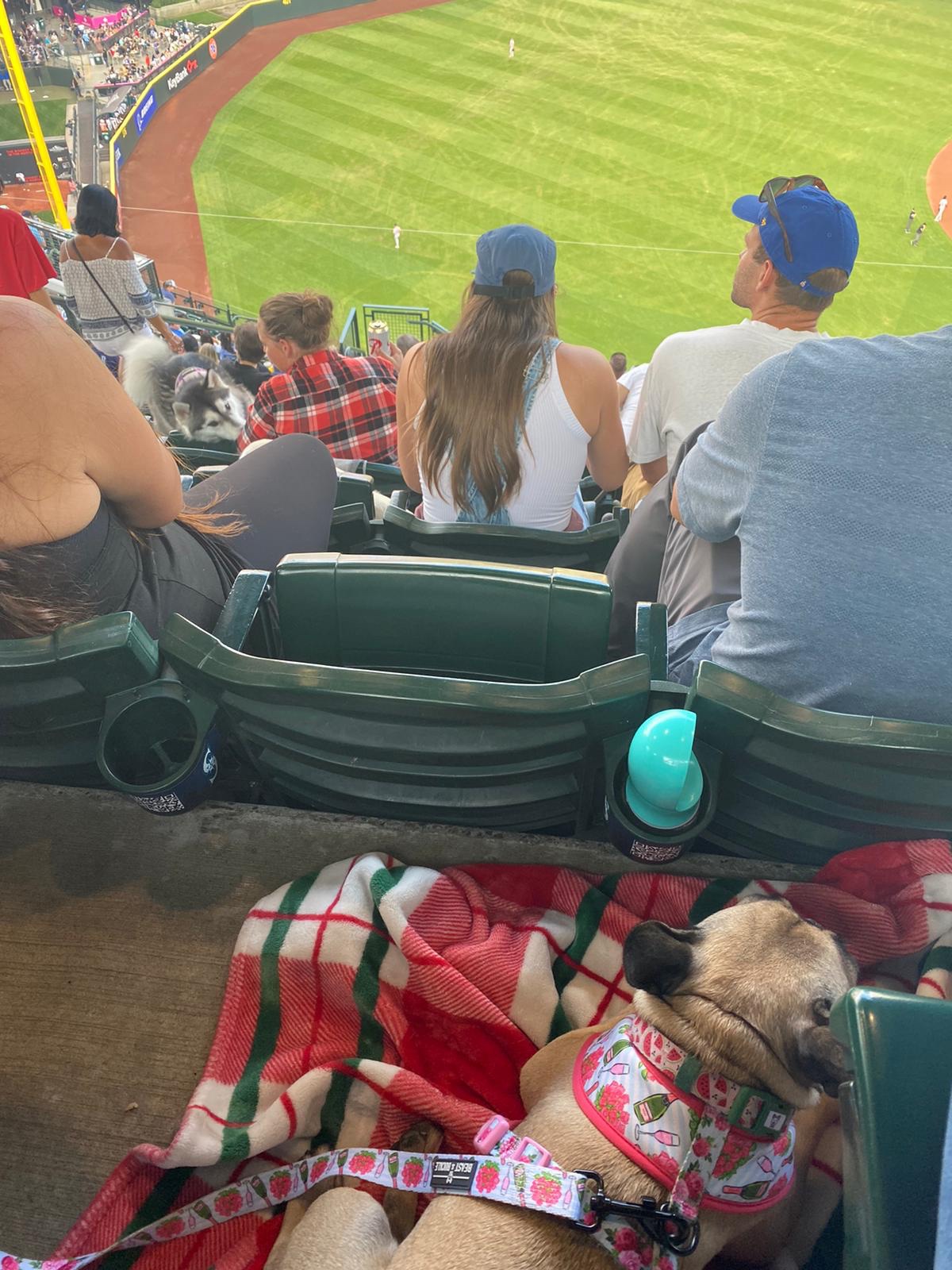 Keeping Up the Practice – Four Paws & You Dog Training